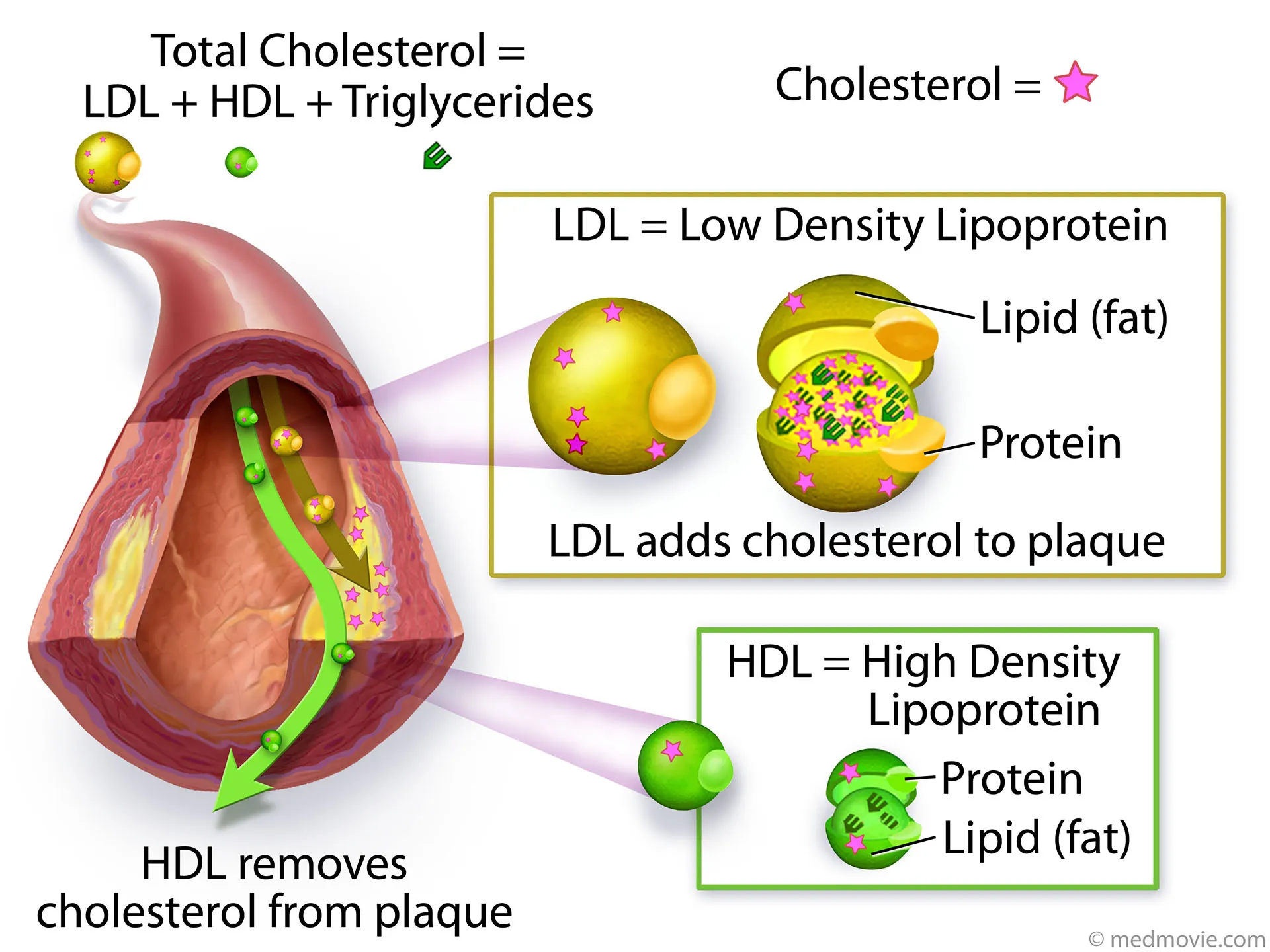 Omega 3 para Reducir el Colesterol “Malo”: Así Funciona